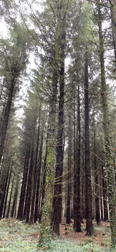 Best Hikes and Trails in Penllergaer Forest | AllTrails