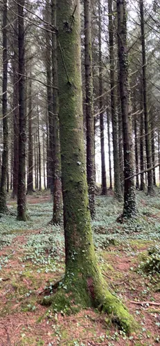Best Hikes and Trails in Penllergaer Forest | AllTrails