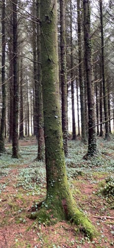 Best Hikes and Trails in Penllergaer Forest | AllTrails