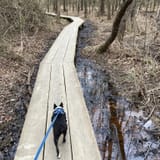 Neabsco Creek Boardwalk, Virginia - 619 Reviews, Map | AllTrails