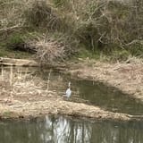 Neabsco Creek Boardwalk, Virginia - 648 Reviews, Map | AllTrails