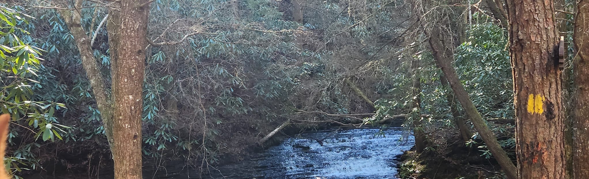 Yellow Trail Loop: 97 Reviews, Map - Tennessee | AllTrails