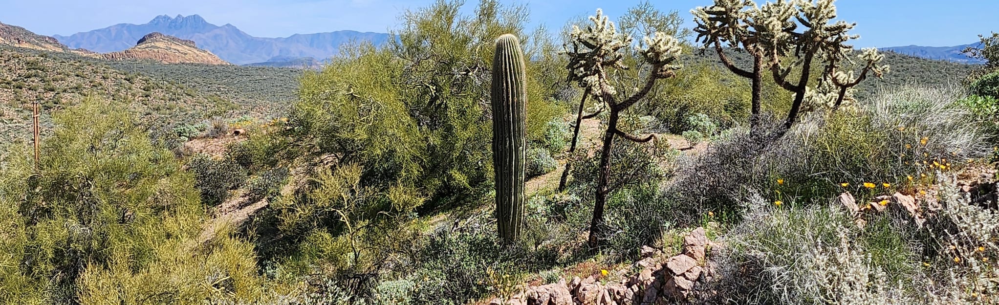 Bulldog Canyon Trail: 120 Fotos - Arizona | AllTrails