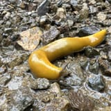 Ragged Point Trail, California - 102 Reviews, Map | AllTrails