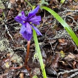 Ragged Point Trail, California - 102 Reviews, Map | AllTrails