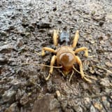Ragged Point Trail, California - 102 Reviews, Map | AllTrails
