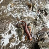 Ragged Point Trail, California - 102 Reviews, Map | AllTrails