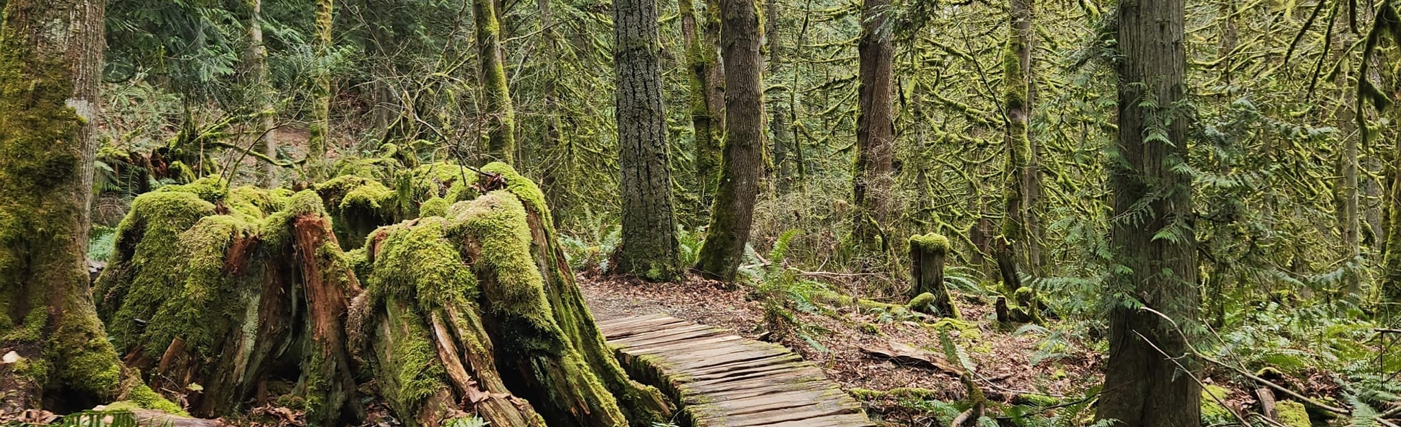 La-Z-Boy and Rooty Loop, Washington - 301 Reviews, Map | AllTrails