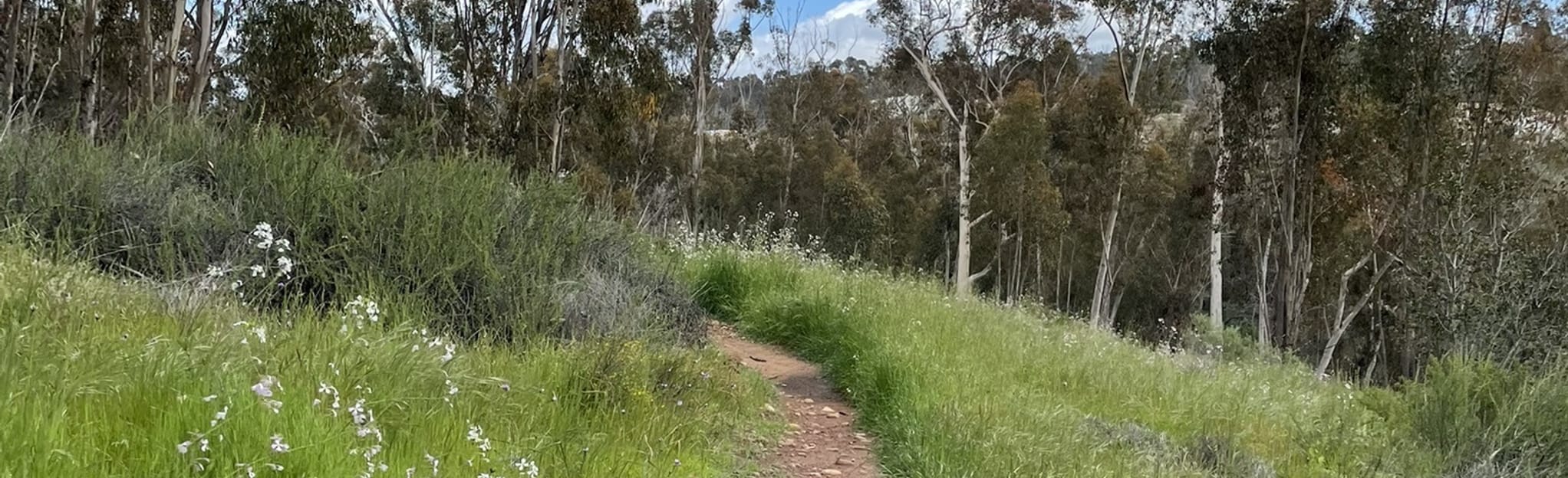 Pomerado Singletrack Trail: 70 Reviews, Map - California | AllTrails