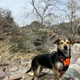 Rogers Canyon Trail via Reavis Ranch Trail, Arizona - 295 Reviews, Map ...
