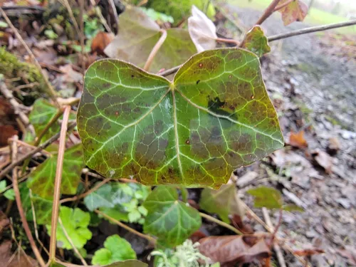 Best Hikes and Trails in Joe Dancer Park | AllTrails