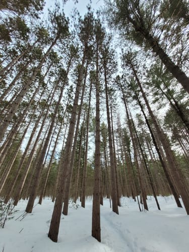 Best Hikes and Trails in Larose Forest | AllTrails