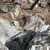 Coon Ridge Trail, Oklahoma - 341 Reviews, Map | AllTrails