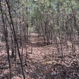 Coon Ridge Trail, Oklahoma - 341 Reviews, Map | AllTrails