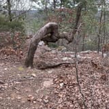 Coon Ridge Trail, Oklahoma - 341 Reviews, Map | AllTrails