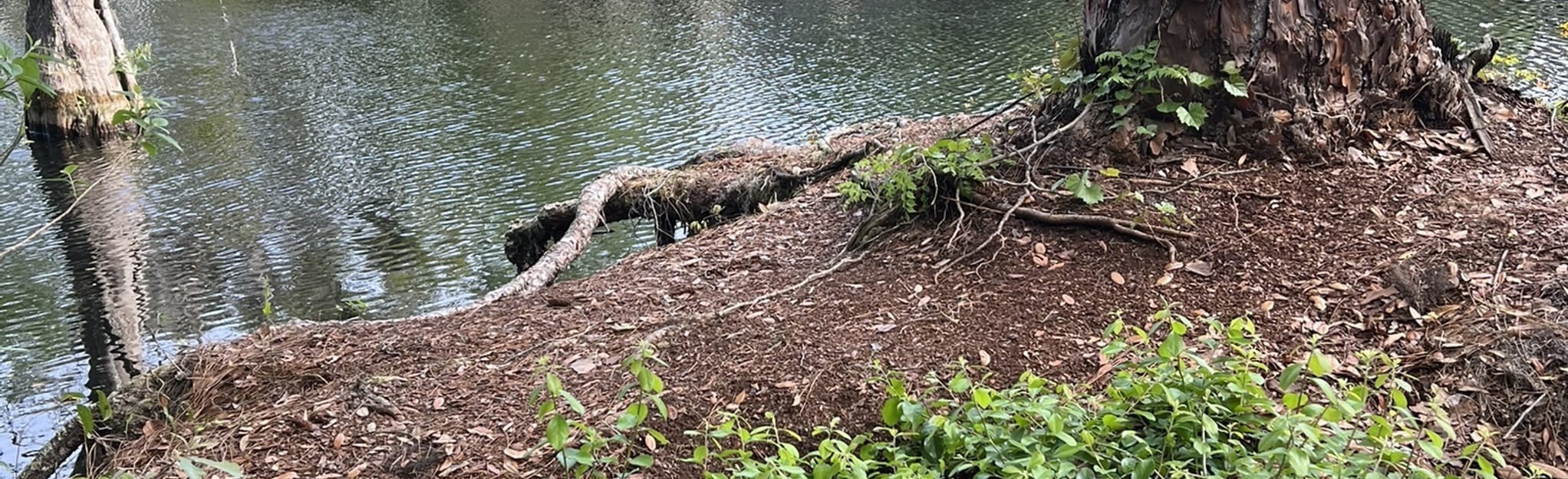 Temple Terrace Riverfront Park Trail, Florida - 31 Reviews, Map | AllTrails