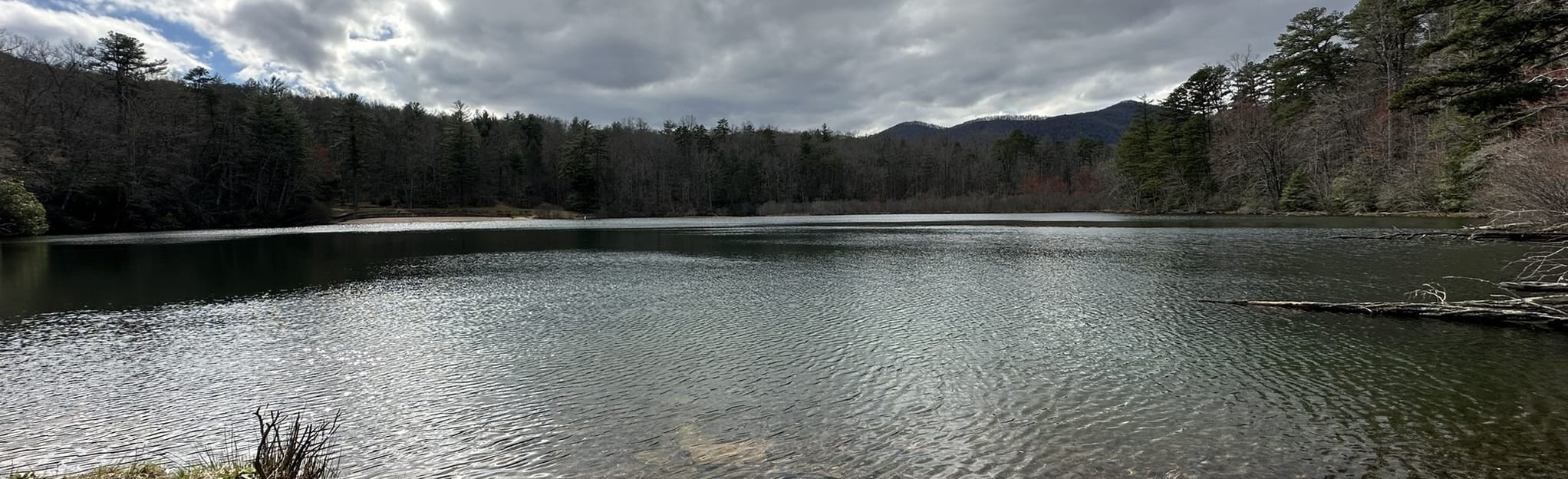 Pine Tree Loop: 232 Reviews, Map - North Carolina | AllTrails