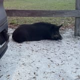 Three Lakes Loop, Florida - 265 Reviews, Map | AllTrails