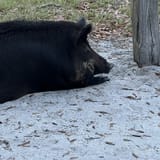 Three Lakes Loop, Florida - 262 Reviews, Map | AllTrails