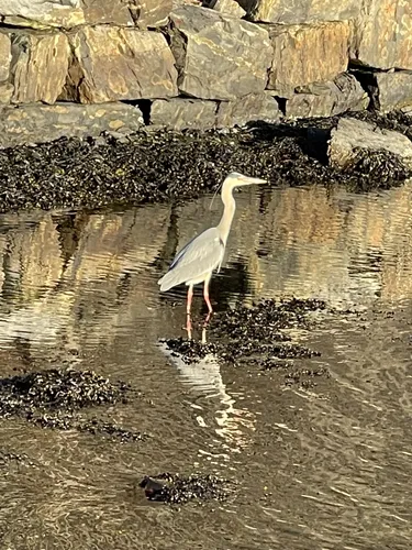 Best Hikes and Trails in Langesundstangen nature reserve | AllTrails