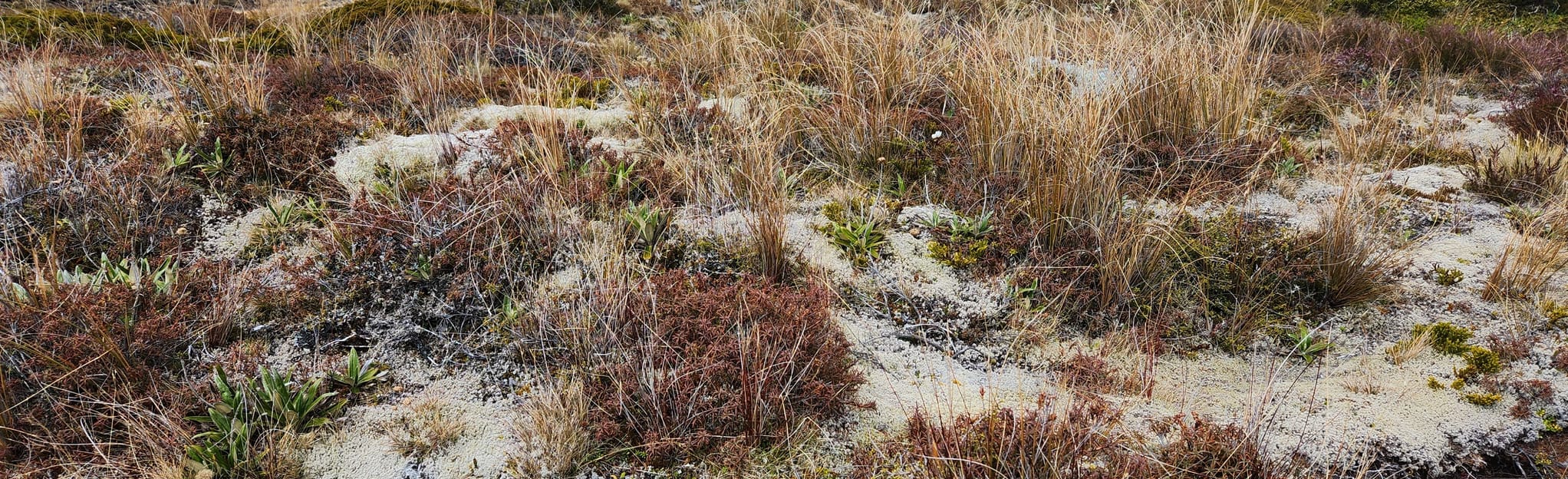 Whakapapaiti Hut from Bruce Road: 3 Reviews, Map - Manawatu-Wanganui ...