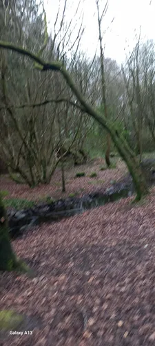 Best Hikes and Trails in Rossmore Forest Park | AllTrails