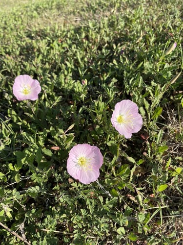 2023 Best trails in George Bush Park | AllTrails