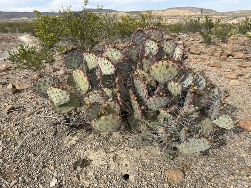 2023 Best Mountain Biking Trails in Big Bend Ranch State Park | AllTrails