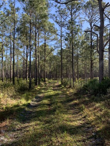 Best Hikes and Trails in Green Swamp Wilderness Preserve | AllTrails