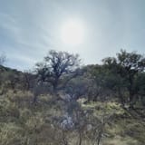 Proctor Road Nature Trail, Arizona - 316 Reviews, Map | AllTrails