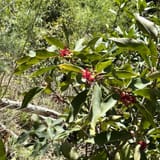 Torreya Challenge, Florida - 234 Reviews, Map | AllTrails