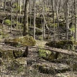 Upper Guild Trail, Tennessee - 481 Reviews, Map | AllTrails