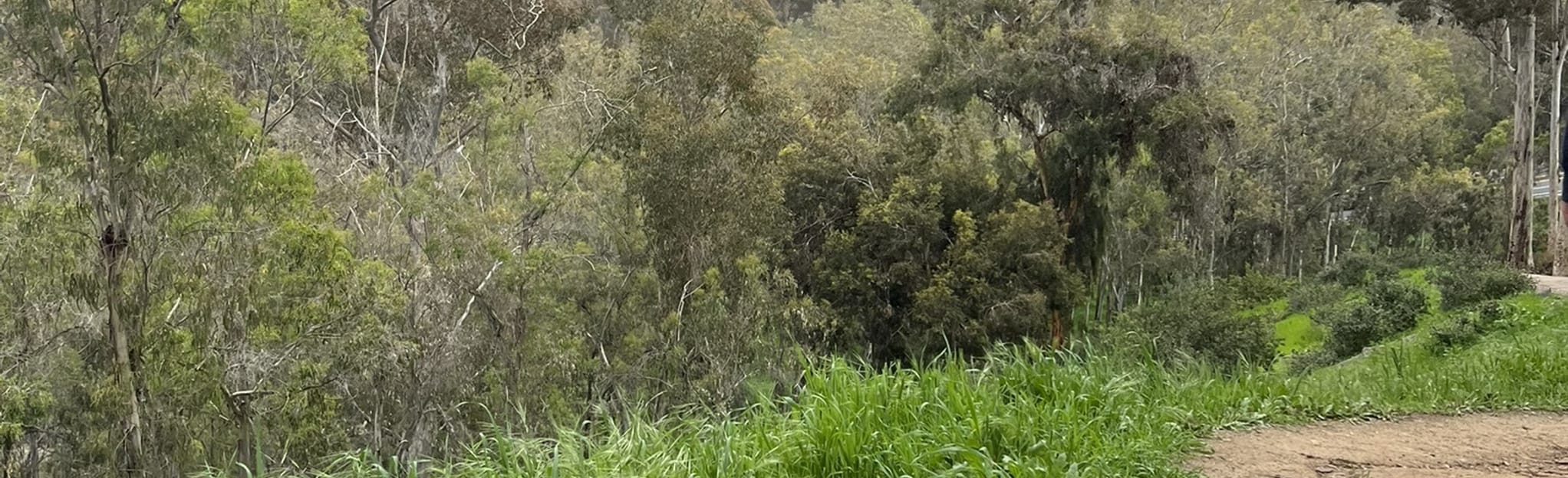 Hosp Grove Trail West, California - 652 Reviews, Map | AllTrails