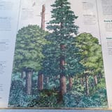 Ibach Park Loop, Oregon - 31 Reviews, Map | AllTrails