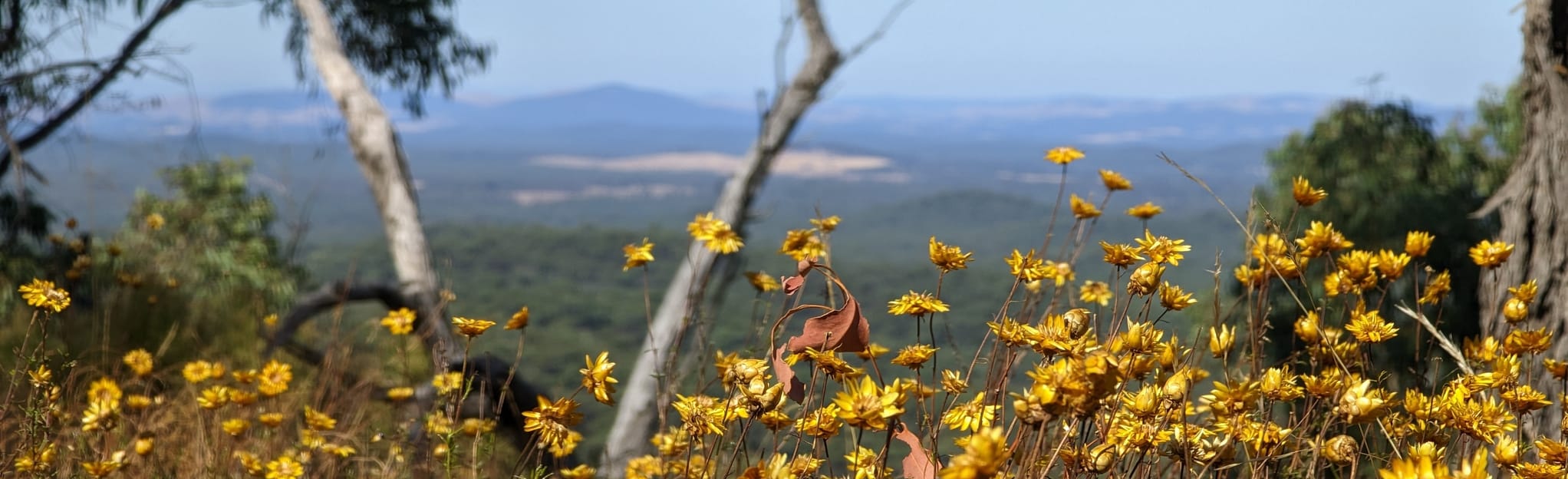 Melville's Lookout, Victoria, Australia - 26 Reviews, Map | AllTrails