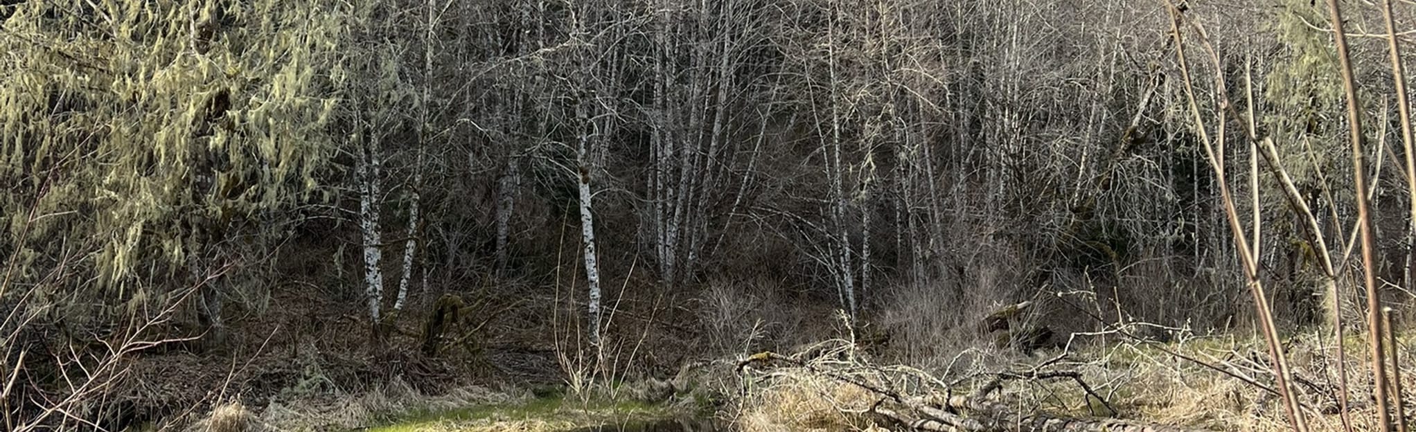 Robe Canyon Historic Trail: 827 Reviews, Map - Washington | AllTrails