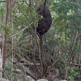 Magens Bay Beach Trail, Saint Thomas, US Virgin Islands - 347 Reviews ...