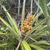 Magens Bay Beach Trail, Saint Thomas, US Virgin Islands - 347 Reviews ...