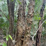 Magens Bay Beach Trail, Saint Thomas, US Virgin Islands - 347 Reviews ...