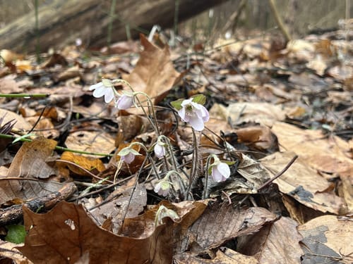 Best Hikes and Trails in Brukner Nature Center | AllTrails
