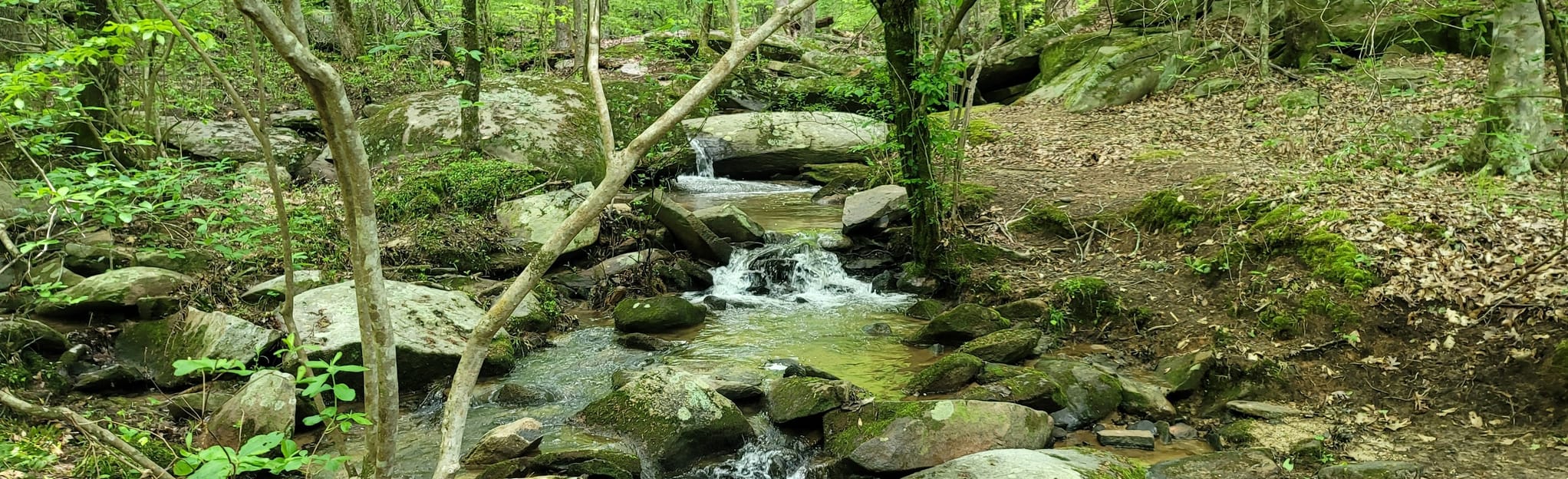 Multi-Use Trail Loop: 72 Reviews, Map - Georgia | AllTrails