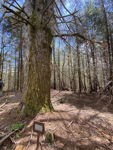 Best Hikes and Trails in Tall Pines Wildlife Management Area | AllTrails