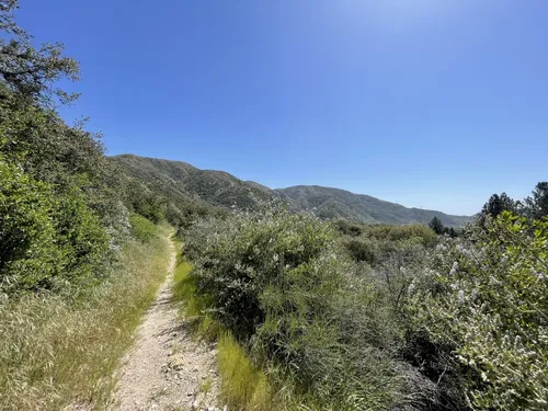 10 Best Trails and Hikes in Lytle Creek | AllTrails