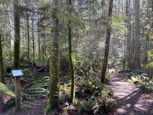 10 Best Trails and Hikes in Bainbridge Island | AllTrails