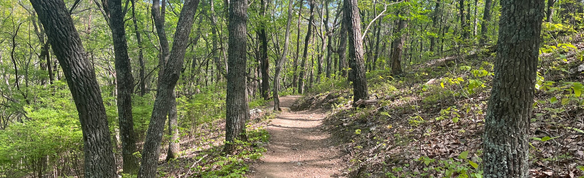 Mountainside Trail Loop via Tower Road: 232 Reviews, Map - Georgia ...