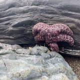 Blacklock Point Trail, Oregon - 339 Reviews, Map | AllTrails