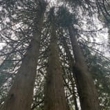 Tickle Creek Trail, Oregon - 380 Reviews, Map | AllTrails