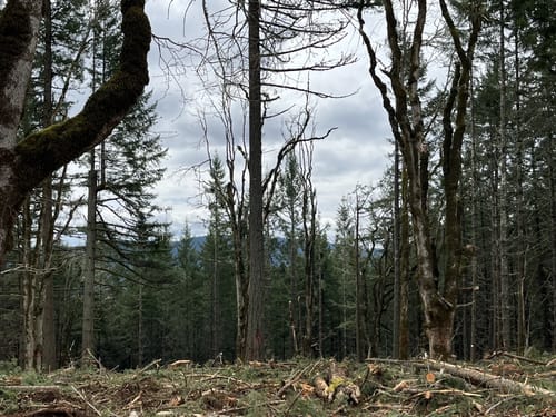 Best Hikes and Trails in Dunn State Forest | AllTrails