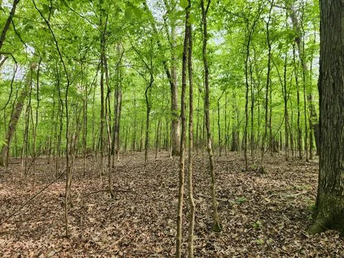 Best Hikes and Trails in Shiloh National Military Park | AllTrails