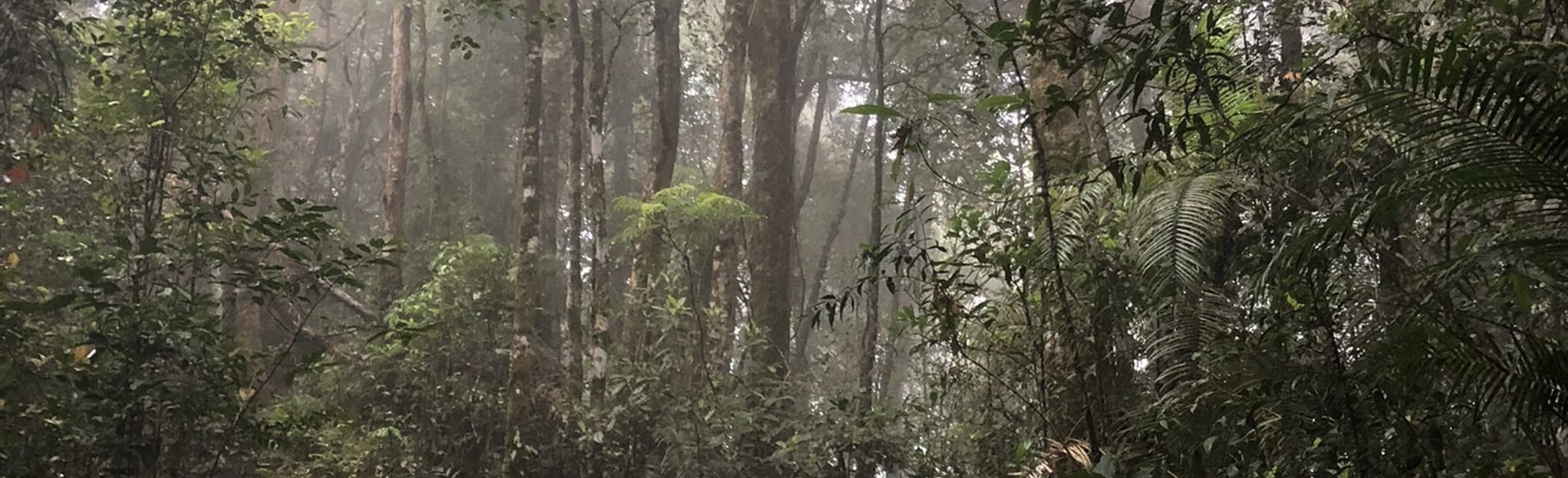 Kiau View Trail - Silau-Silau Trail: 15 Reviews, Map - Sabah, Malaysia ...